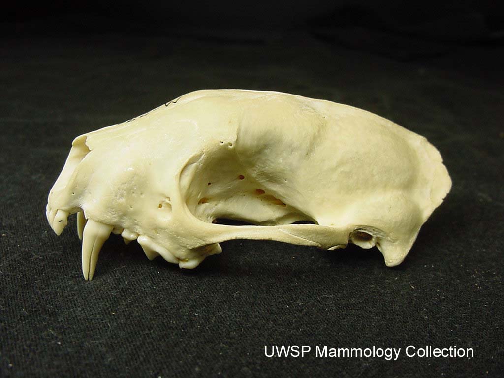 Mephitis Mephitis Skull